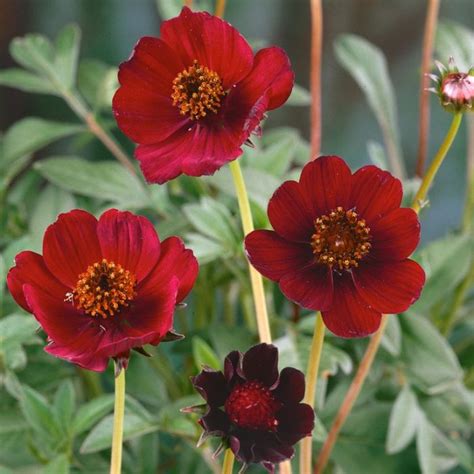 Chocolate Cosmos