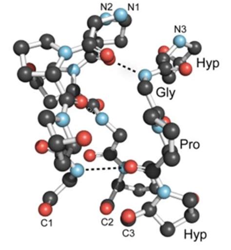 The Schematic Of The Ladder Of Interstrand Hydrogen Bonds Download