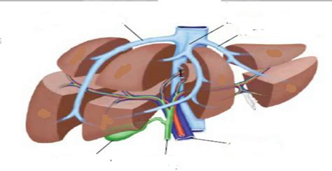 Liver Segments Diagram Quizlet