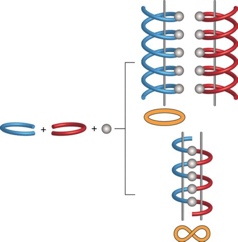 Schematic Representation Of The Formation Of The Helical And Download Scientific Diagram