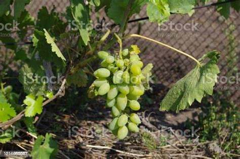 화이트 와인 포도의 무리녹색 잎 포도 나무에서 매달려 자연 배경 와인 개념입니다 포도 성장 계곡에 대한 스톡 사진 및 기타 이미지 Istock