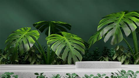 녹색 몬스테라 집 식물이 있는 풍경에 흰색 화강암 연단의 3d 렌더링 모형 템플릿 0명에 대한 스톡 사진 및 기타 이미지 0명 3차원 형태 강단 Istock