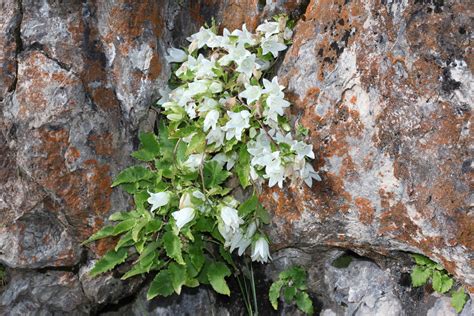 Campanula Pendula Symphyandra Pendula
