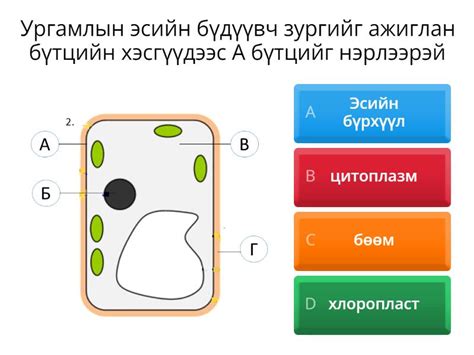 Амьтан ургамлын эсийн бүтэц нэгж сэдэв Quiz