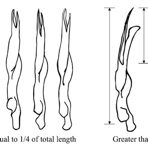 Ventral Side Of Crayfish Showing Orientation And Locations Of