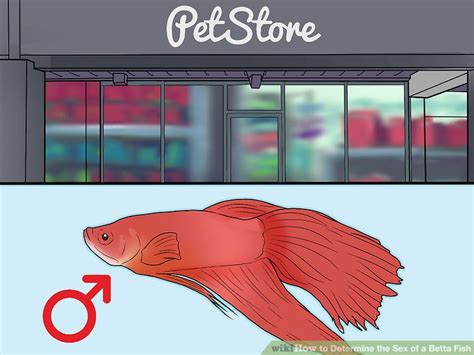 How To Determine The Sex Of A Betta Fish 9 Steps With Pictures