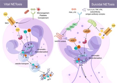 There Are Two Processes Of Netosis By Figdraw One Is Vital Netosis Download Scientific