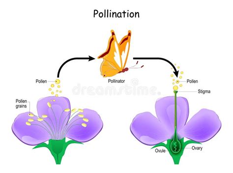 Self Pollination Examples