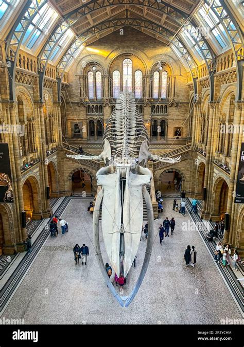 Blue Whale Skeleton Natural History Museum