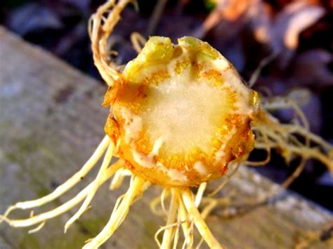 Mossy Feet Books Chapter Anatomy Of The Root Sample Chapter Gardener S Guide To Botany