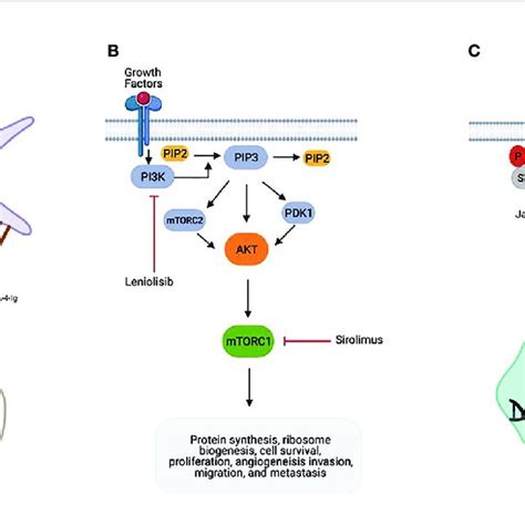 Biology Of Precision Based Therapies A Ctla4 Ig Binds To Cd80 86 Download Scientific