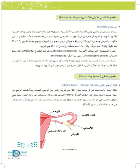 العضو التناسلي الأولي الأساسي Primary Sex Organ المبيضان Ovaries