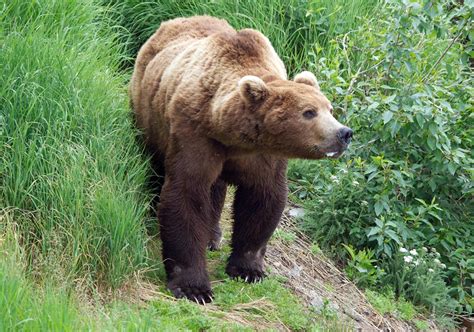 Sterling Man Survives Brown Bear Attack By Shooting And Killing Bear Ranchorage