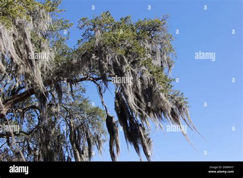 Moss Growing On Trees Stock Photo Alamy