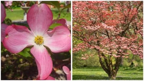 21 Different Types Of Dogwood Trees And Their Identifying Features