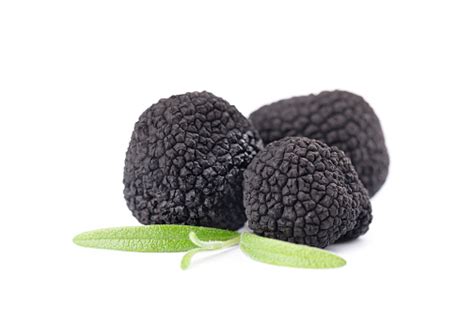 흰색 배경에 고립 된 검은 송로 버섯 로즈마리 가지를 곁들인 신선한 송로버섯 진미 전용 트러플 버섯 피칸트와 향기로운 프랑스 요리 클리핑 경로 갈색에 대한 스톡 사진 및