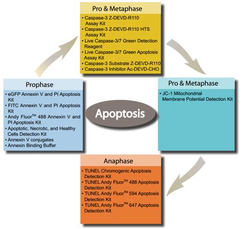 Apoptosisflow 易锦生物 Igenebio