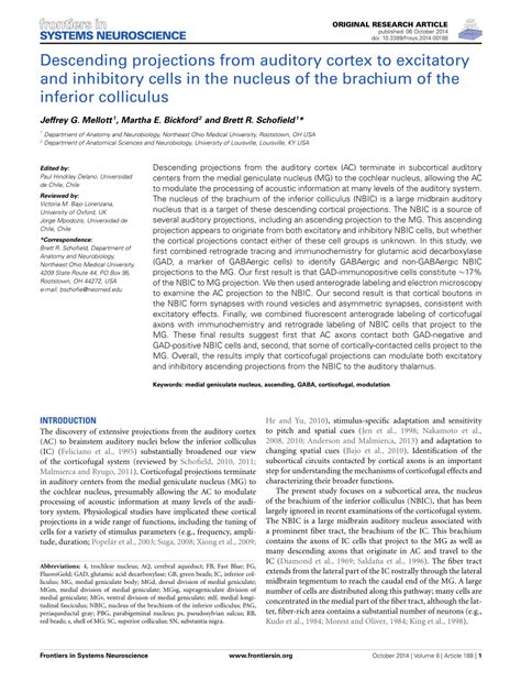 Pdf Descending Projections From Auditory Cortex To Excitatory And Inhibitory Cells In The