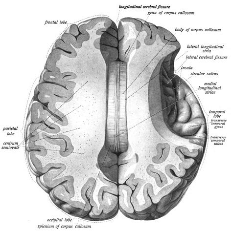 Insular Cortex Diagram