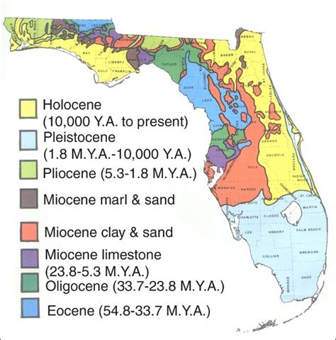 Floridasoil Sustainable Olive Production In Florida