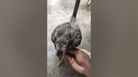 என் மேல🤗 இவ்லோ 🥀🥀🌿🌿பாசமா🤗 Youtube