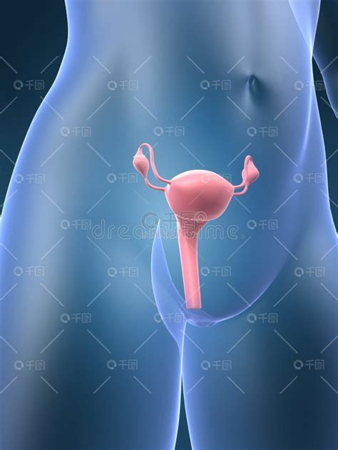 插图高清图片 女性生殖 女性生殖图片免费下载 5149842791 千图网pro
