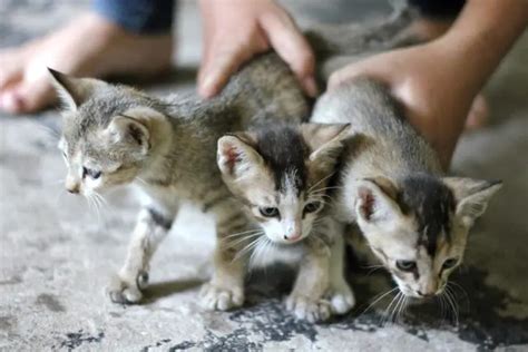 How To Treat Fleas On Kittens Under Weeks Of Age