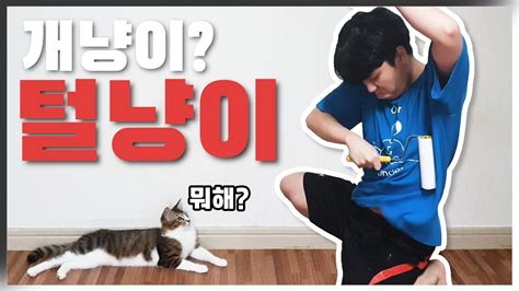 고양이 집사 리뷰 절망편 Youtube
