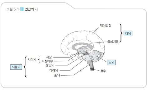 마음과 뇌의 작용