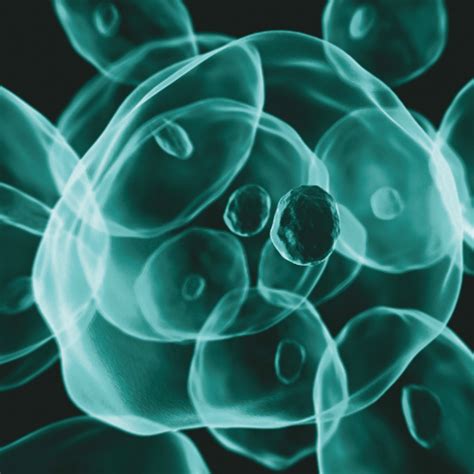 Longitudinal And Circumferential Resection Margin In Adenocarcinoma Of Distal Esophagus And