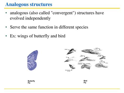 Ppt Evolution Powerpoint Presentation Free Download Id209883