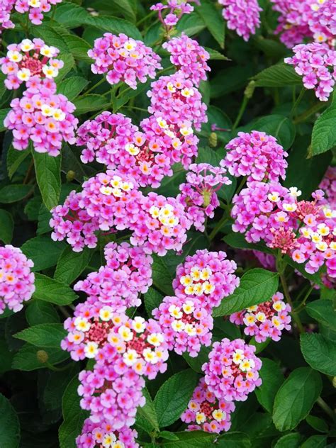 Calippo Orange Lantana Proven Winners Europe