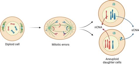 Aneuploidy Numerical Vs Structural Cnas Aneuploidy Can Arise From
