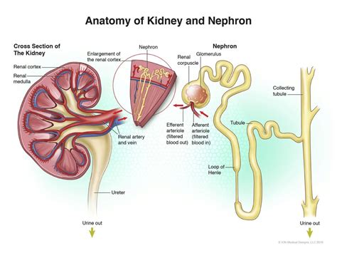 Human Nephron Diagram