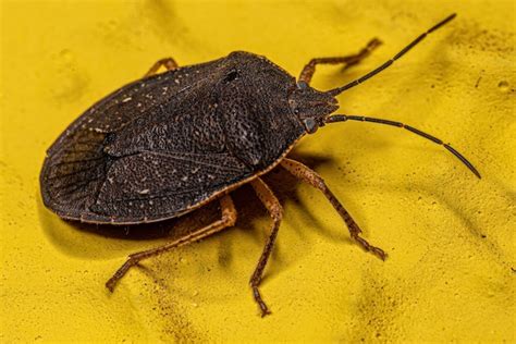 Premium Photo Adult Stink Bug