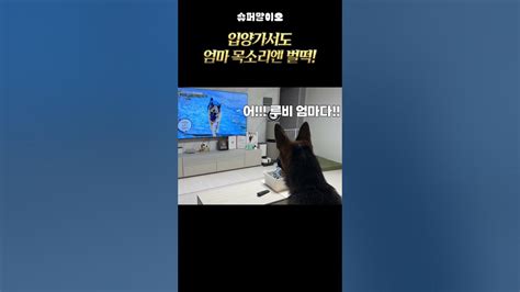 입양 입양간 후 키워준 엄마의 목소리를 들은 하루의 반응 Youtube