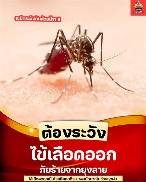 โปรเพื่อผู้บริโภค 📣เริ่มเข้าสู่หน้าฝนแล้ว ต้องระวัง 🌧️ 🦟ภัยร้ายจากยุงลาย 🩸ไข้เลือดออกเป็นโรค