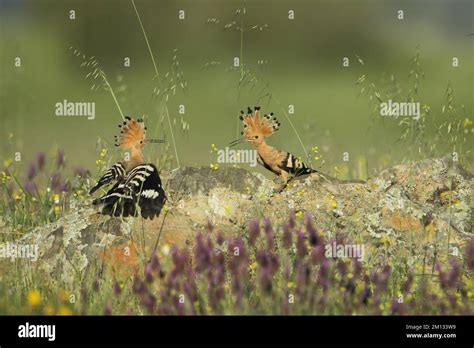 Two Hoopoes Upupa Epops With Feathered Bonnet On Stone With Grasses