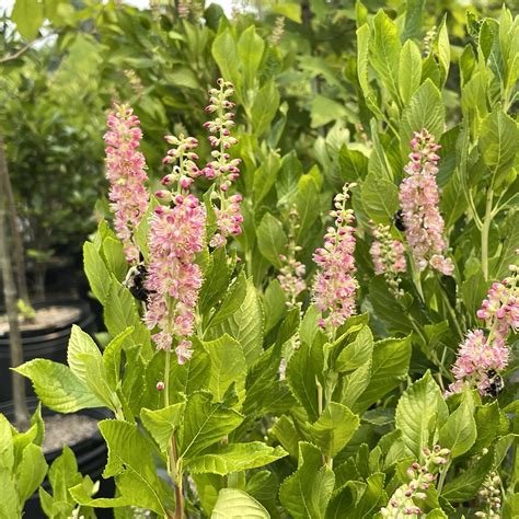 Clethra Ruby Spice Ginos Nursery