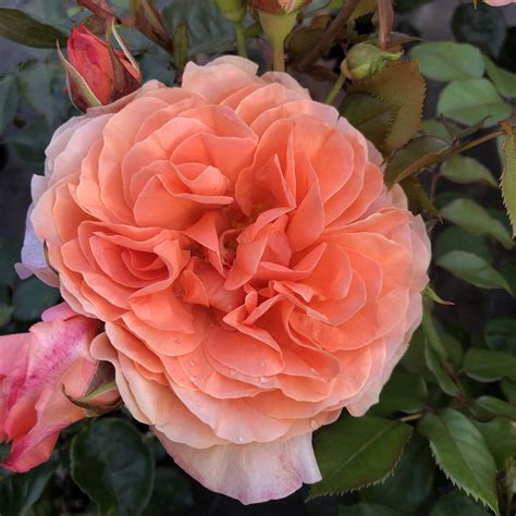 Audrey S Rose Peach Floribunda Gardenroses Co Uk