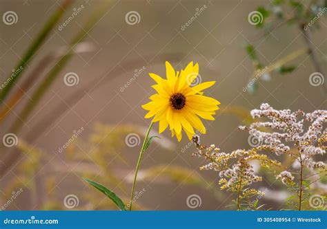 A Flower Stands Alone Among Weeds And Grasses With The Wind Blowing In