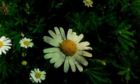 Dirty Daisy By Centrino On Deviantart