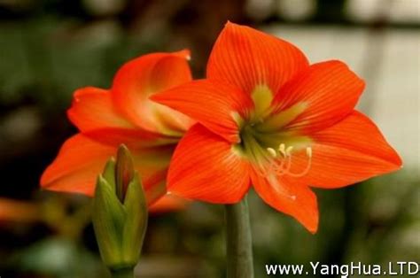 朱頂紅過冬方法4種方法使其安全越冬 養花網