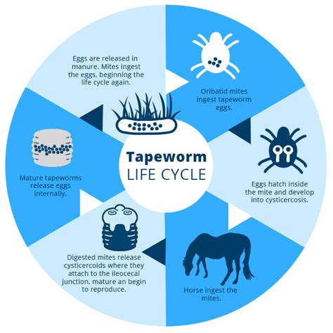 Describe The Life Cycle Of A Tapeworm
