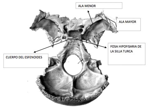 Radiología E Imagen Para El Diagnóstico Junio 2016