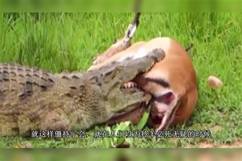 鳄鱼死咬住羚羊不放，反被羚羊一腿插进喉咙，鳄鱼不淡定了
