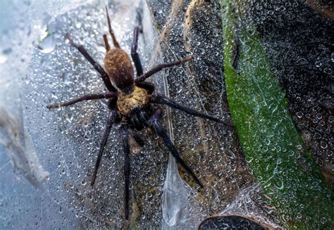 Spider Prey Capture Venom Web Building Britannica