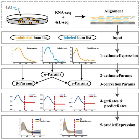 pulsetd rna life cycle dynamics analysis based on pulse model of 4su