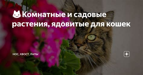 😾Комнатные и садовые растения ядовитые для кошек Нос хвост лапы Дзен