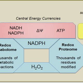 Pdf Redox Theory Of Aging